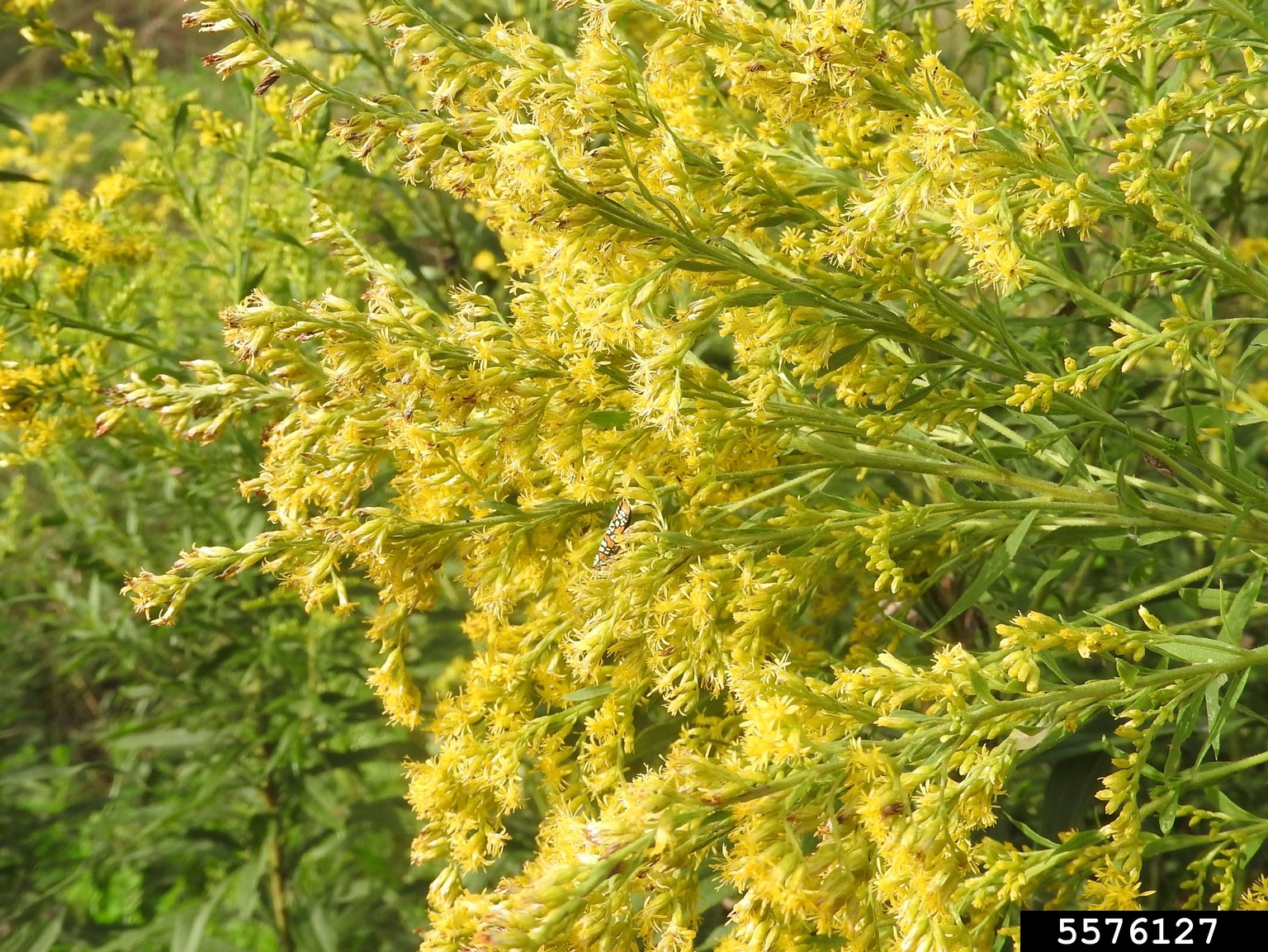 ailanthus webworm (Atteva aurea ) on goldenrod (Solidago spp. ) - 5576127