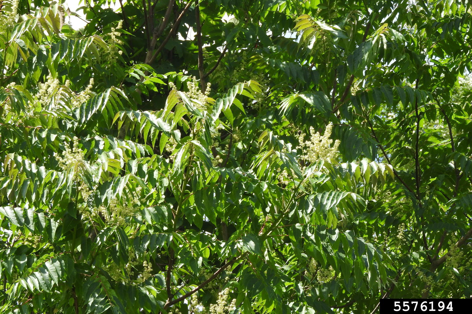 tree-of-heaven (Ailanthus altissima (P. Mill.) Swingle)
