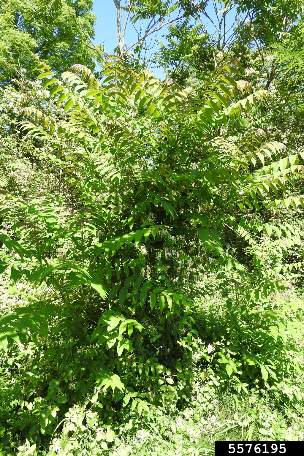 tree-of-heaven (Ailanthus altissima (P. Mill.) Swingle)