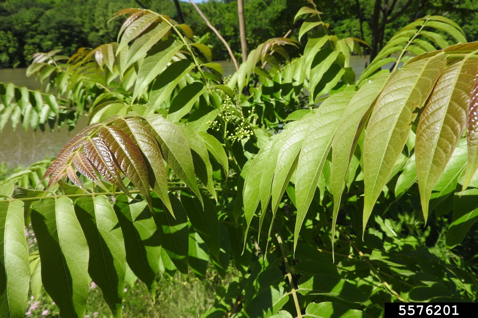 tree-of-heaven (Ailanthus altissima)