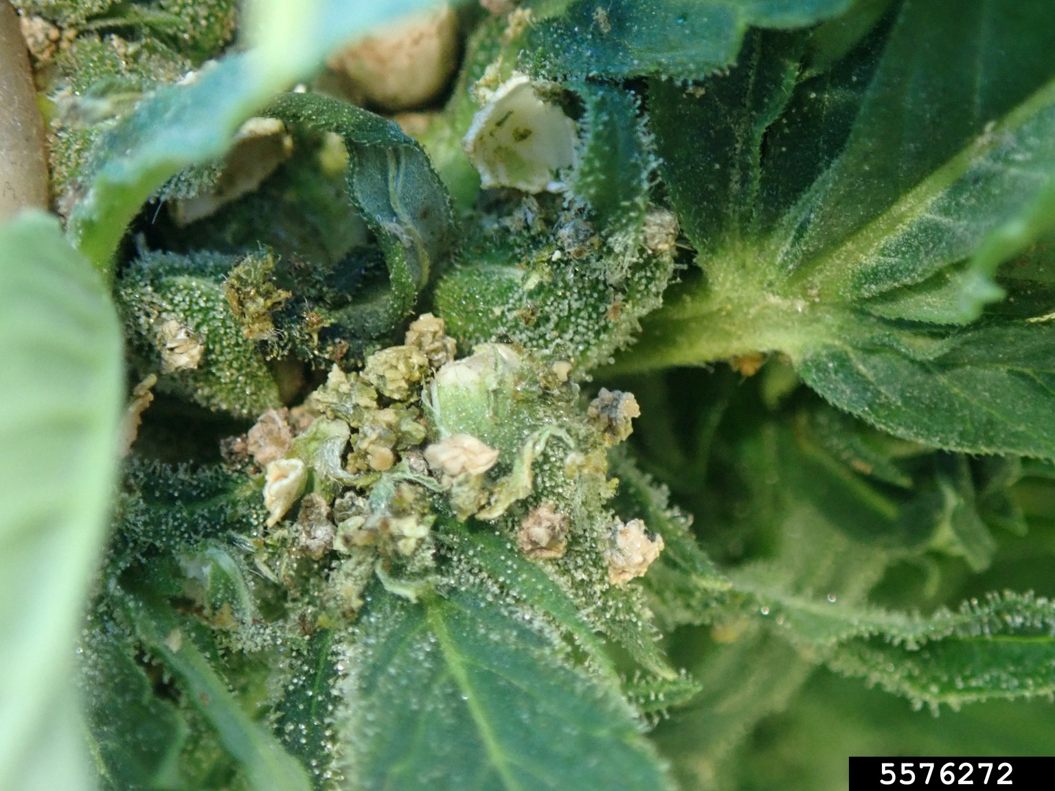 corn earworm, tomato fruitworm (Helicoverpa zea)