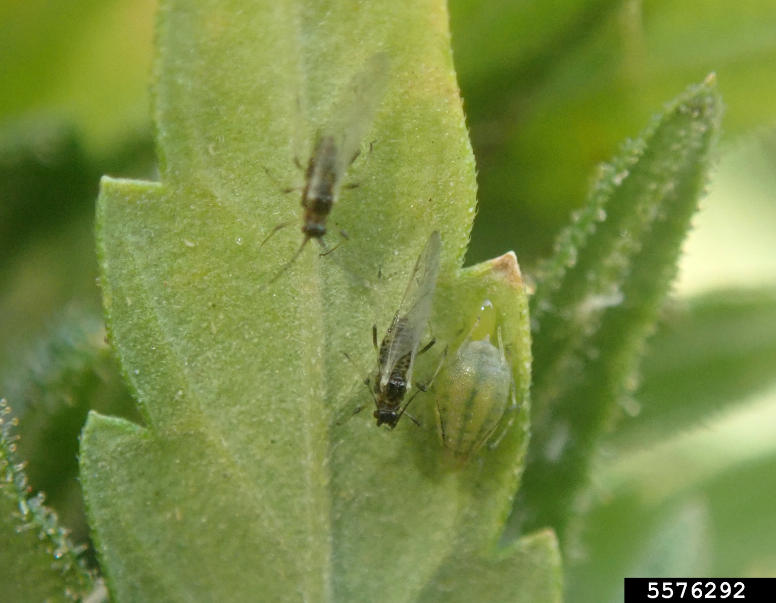 cannabis aphid (Phorodon cannabis Passerini, 1860)