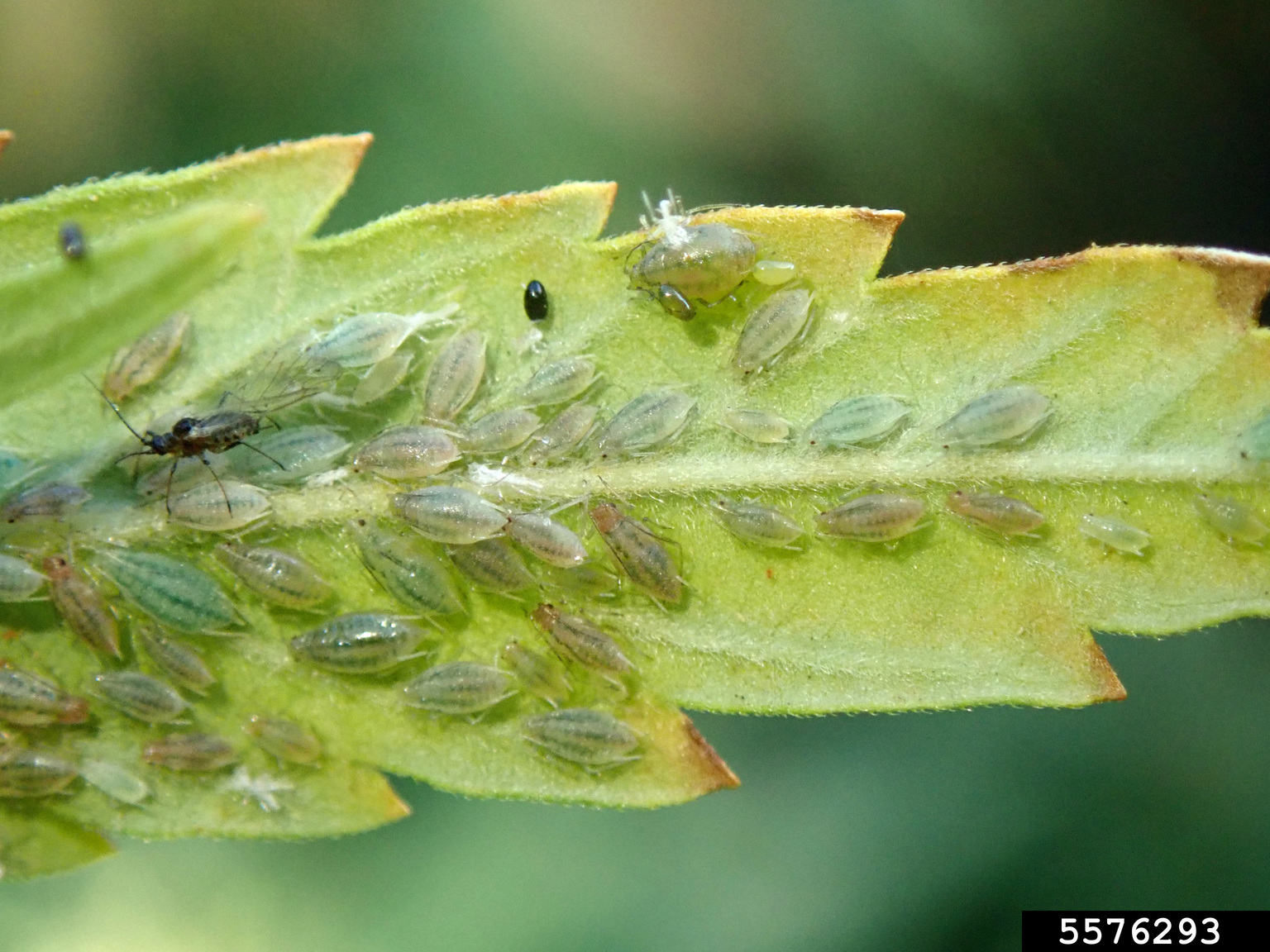 cannabis aphid (Phorodon cannabis)