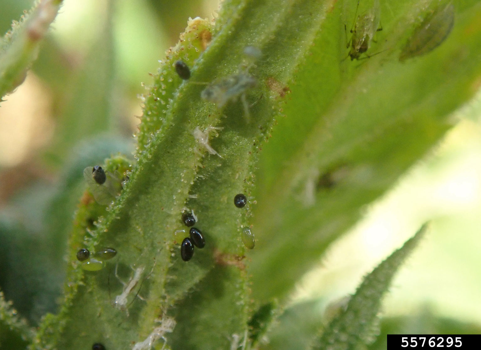cannabis aphid (Phorodon cannabis (Passerini))