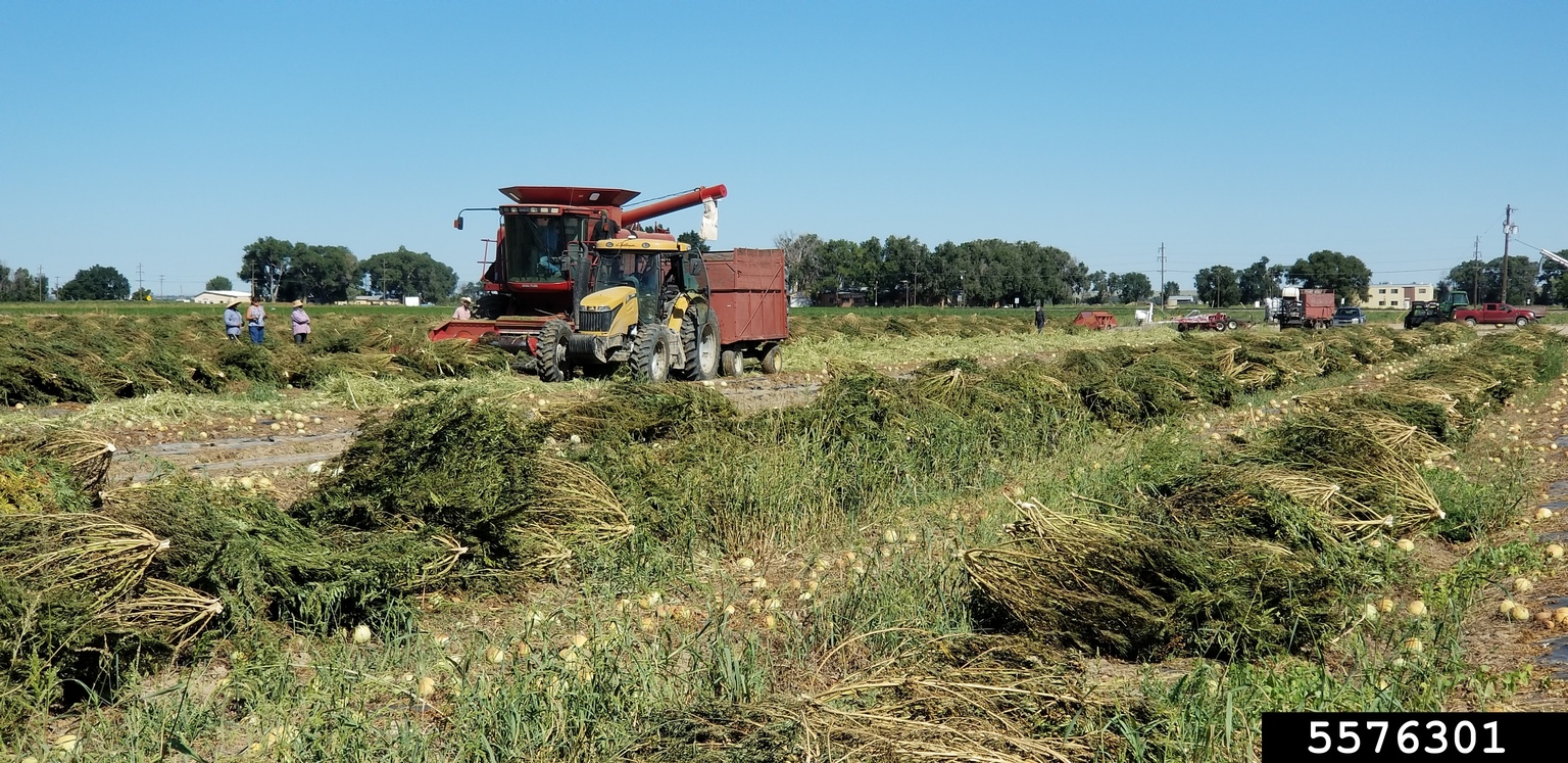 hemp/marijuana (sativa) (Cannabis sativa L)