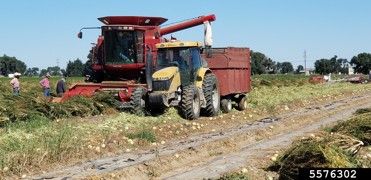 hemp/marijuana (sativa) (Cannabis sativa L)