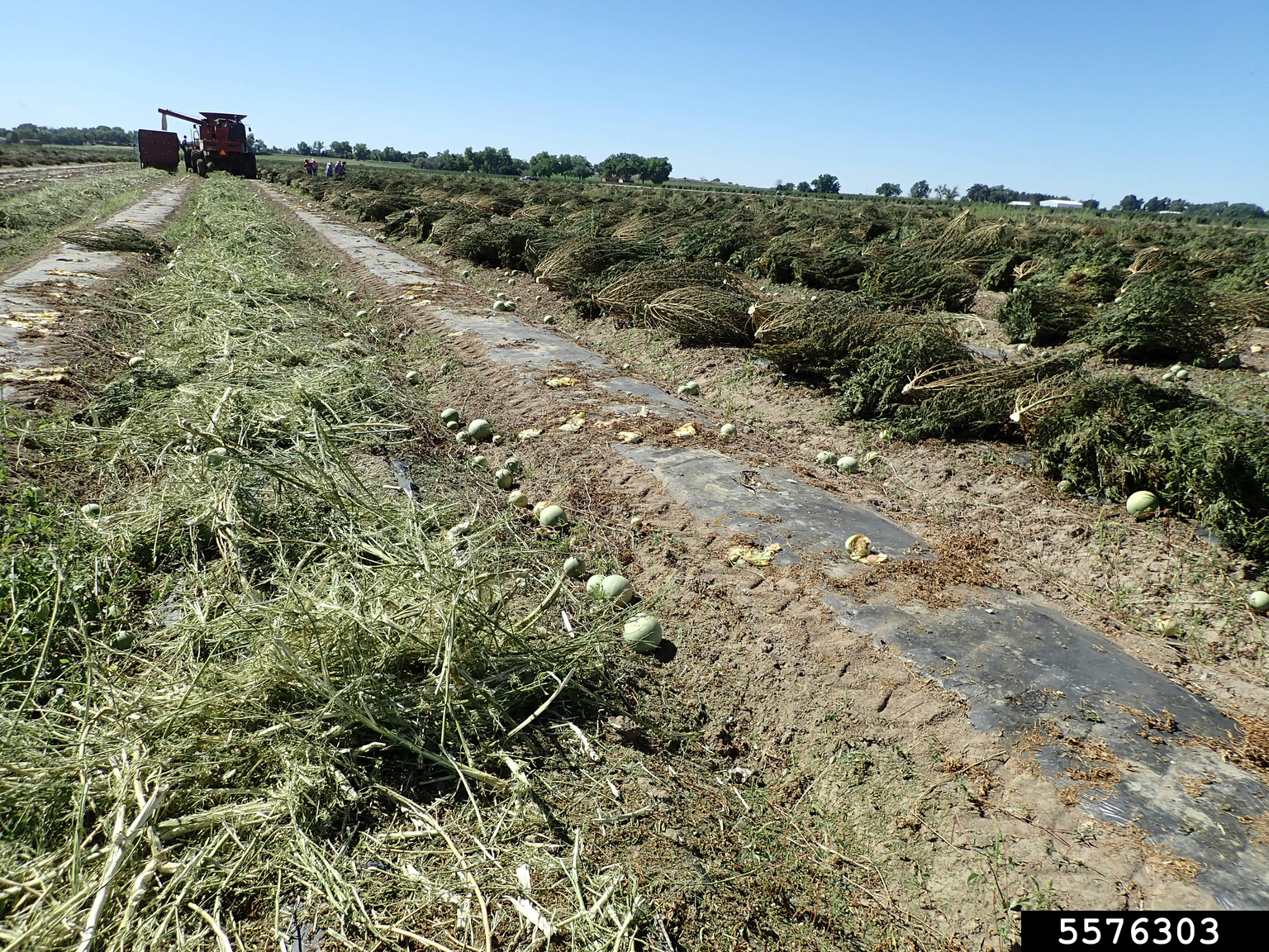 hemp/marijuana (sativa) (Cannabis sativa)