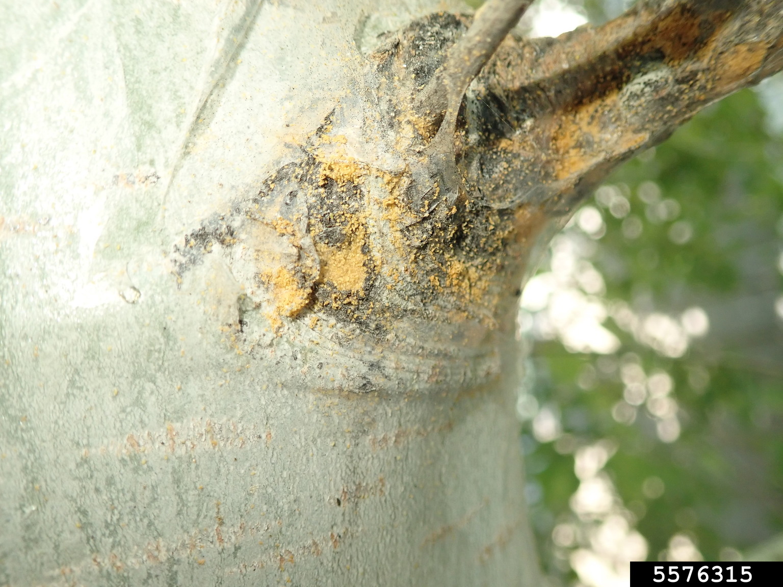 spider mite (Eotetranychus populi ) on quaking aspen (Populus ...