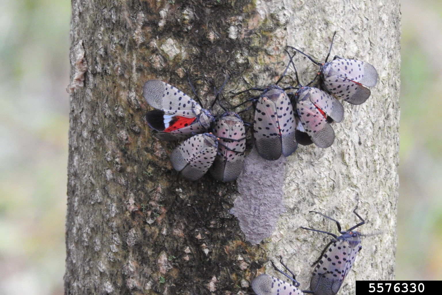 spotted lanternfly (Lycorma delicatula (White, 1845))