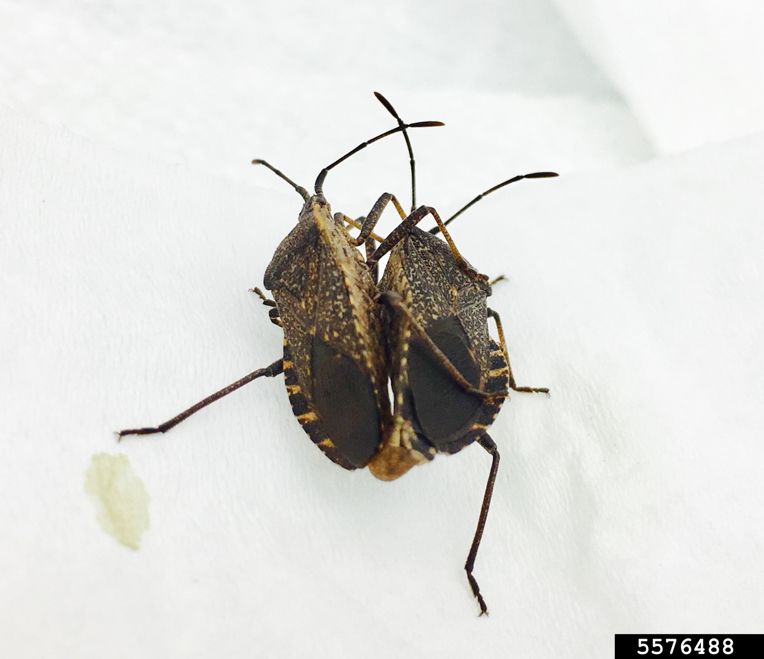 squash bug (Anasa tristis (De Geer))