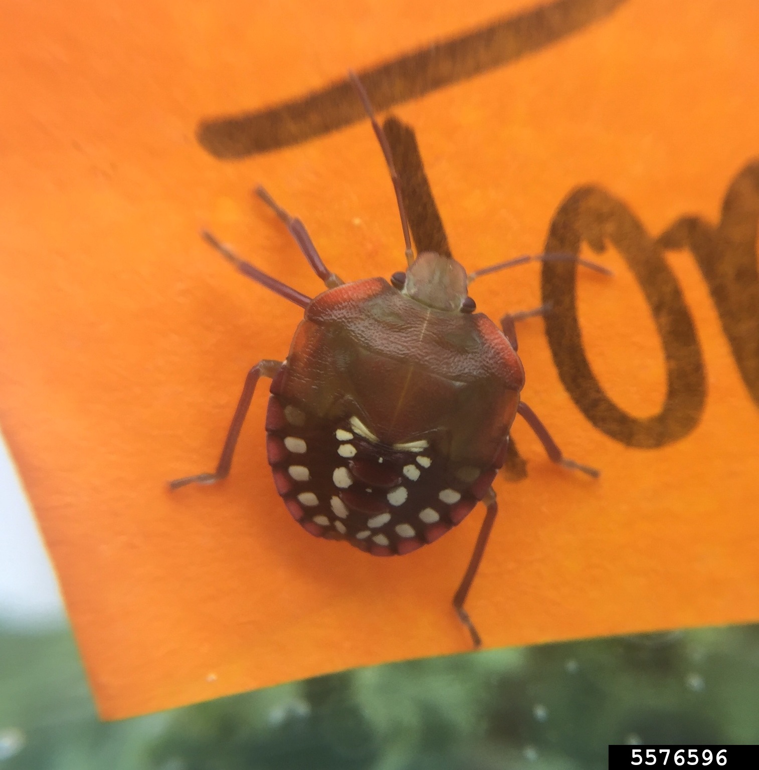 southern green stink bug (Nezara viridula (Linnaeus, 1758))