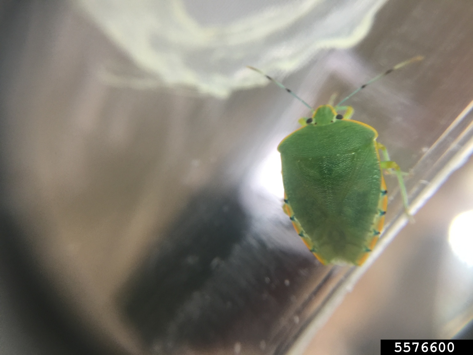 southern green stink bug (Nezara viridula (Linnaeus, 1758))