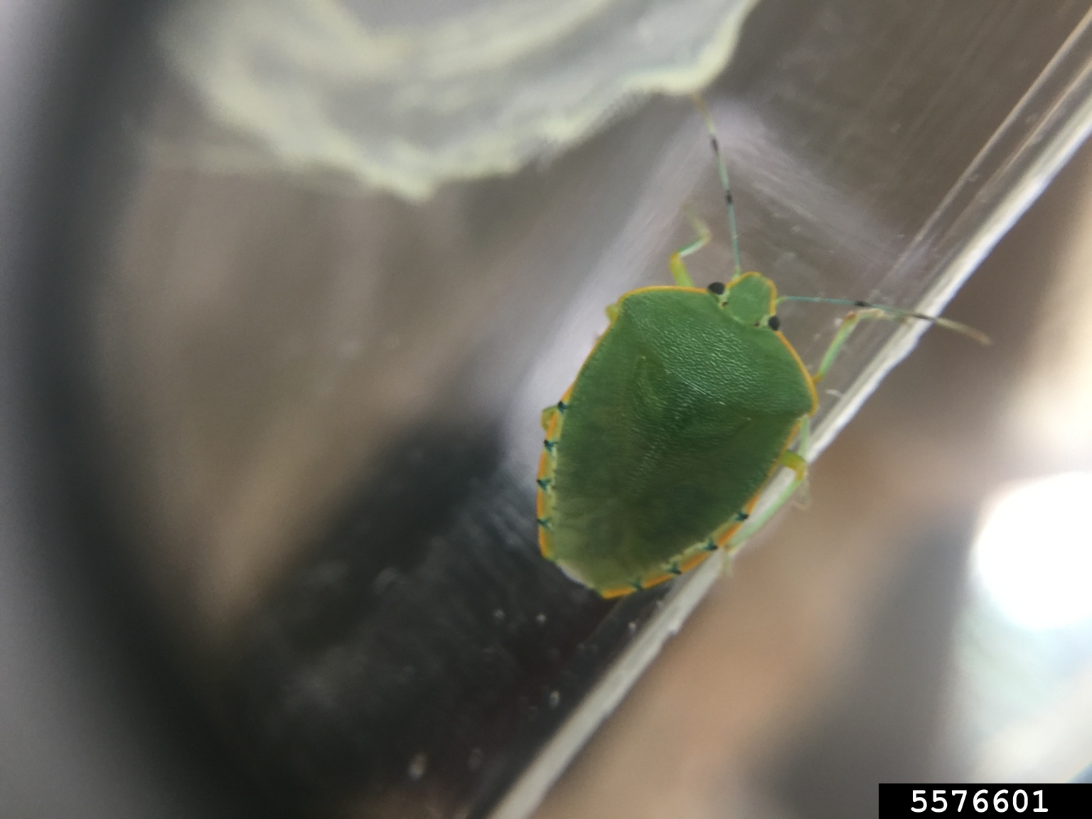 green stink bug (Chinavia hilaris)