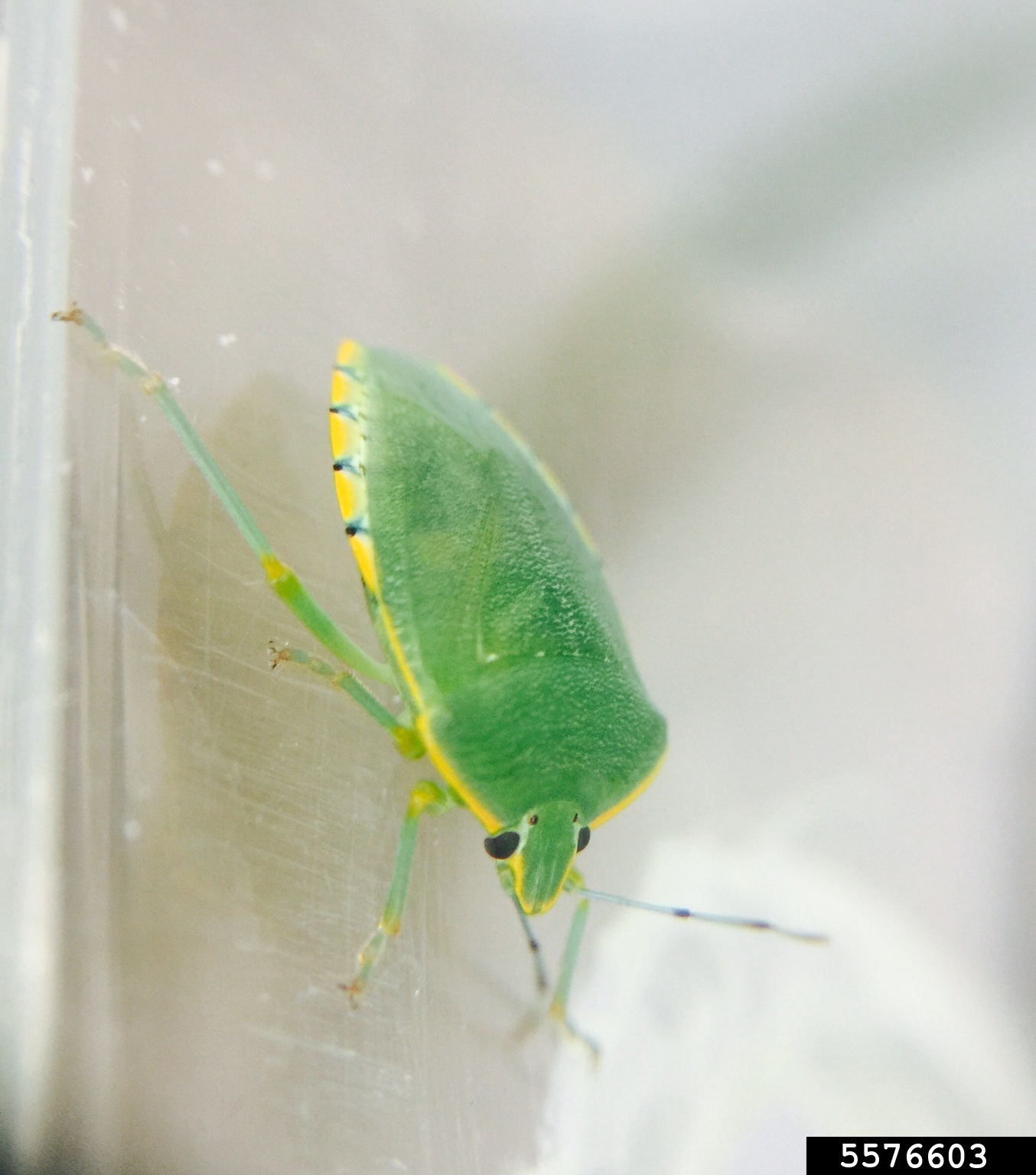 green stink bug (Chinavia hilaris (Say))