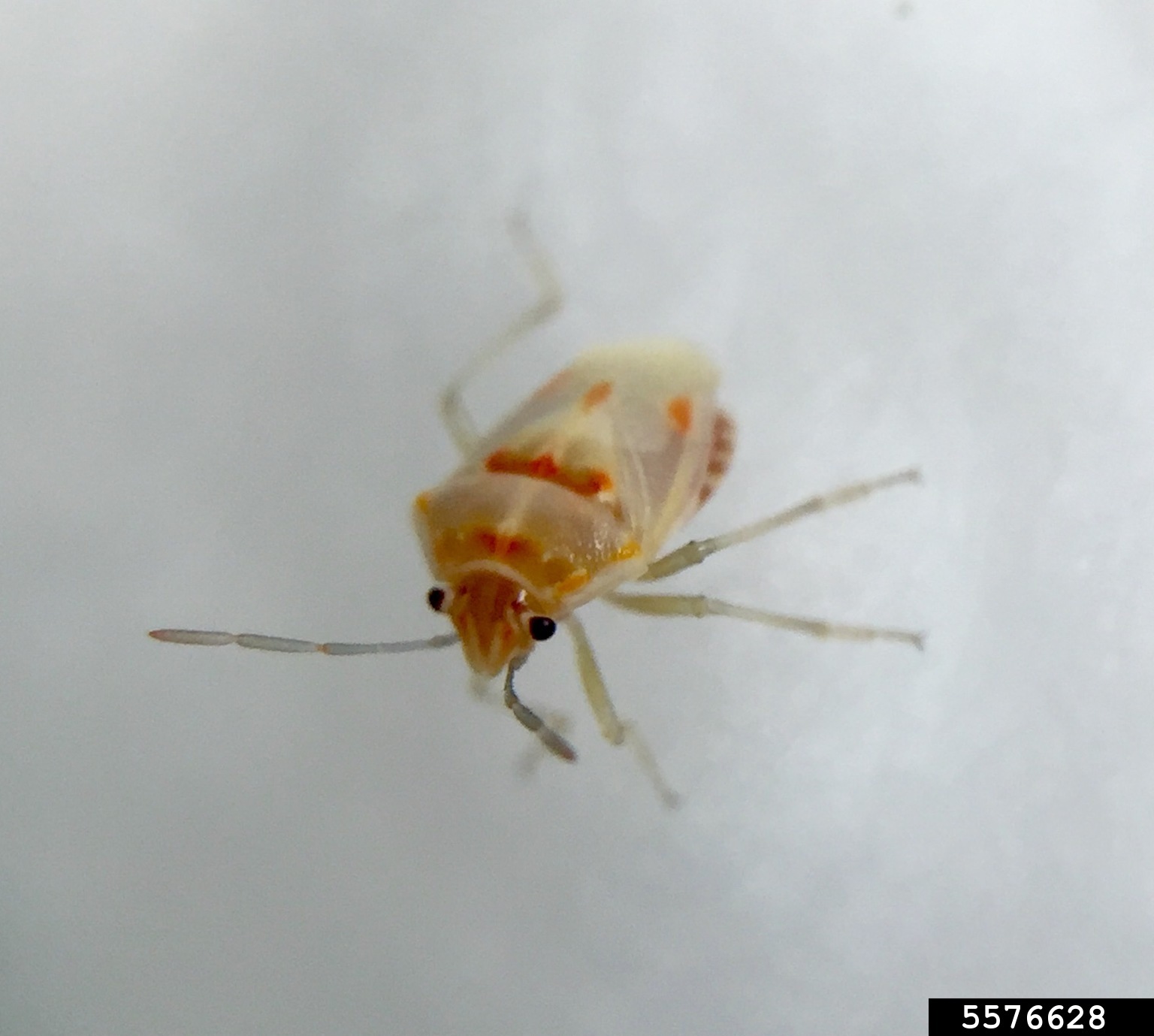 Bagrada bug (Bagrada hilaris (Burmeister, 1835))