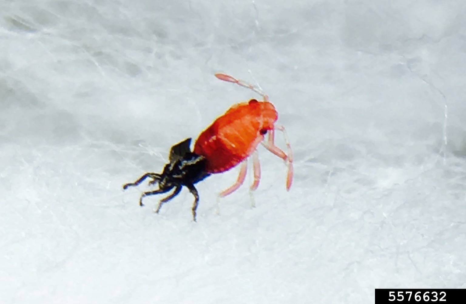 Bagrada bug (Bagrada hilaris)