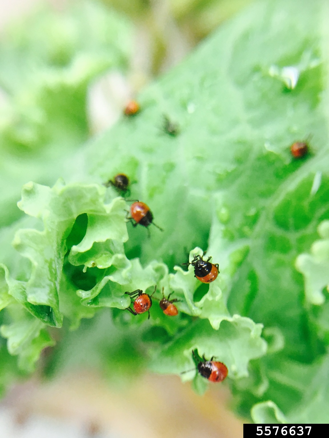 Bagrada bug (Bagrada hilaris)