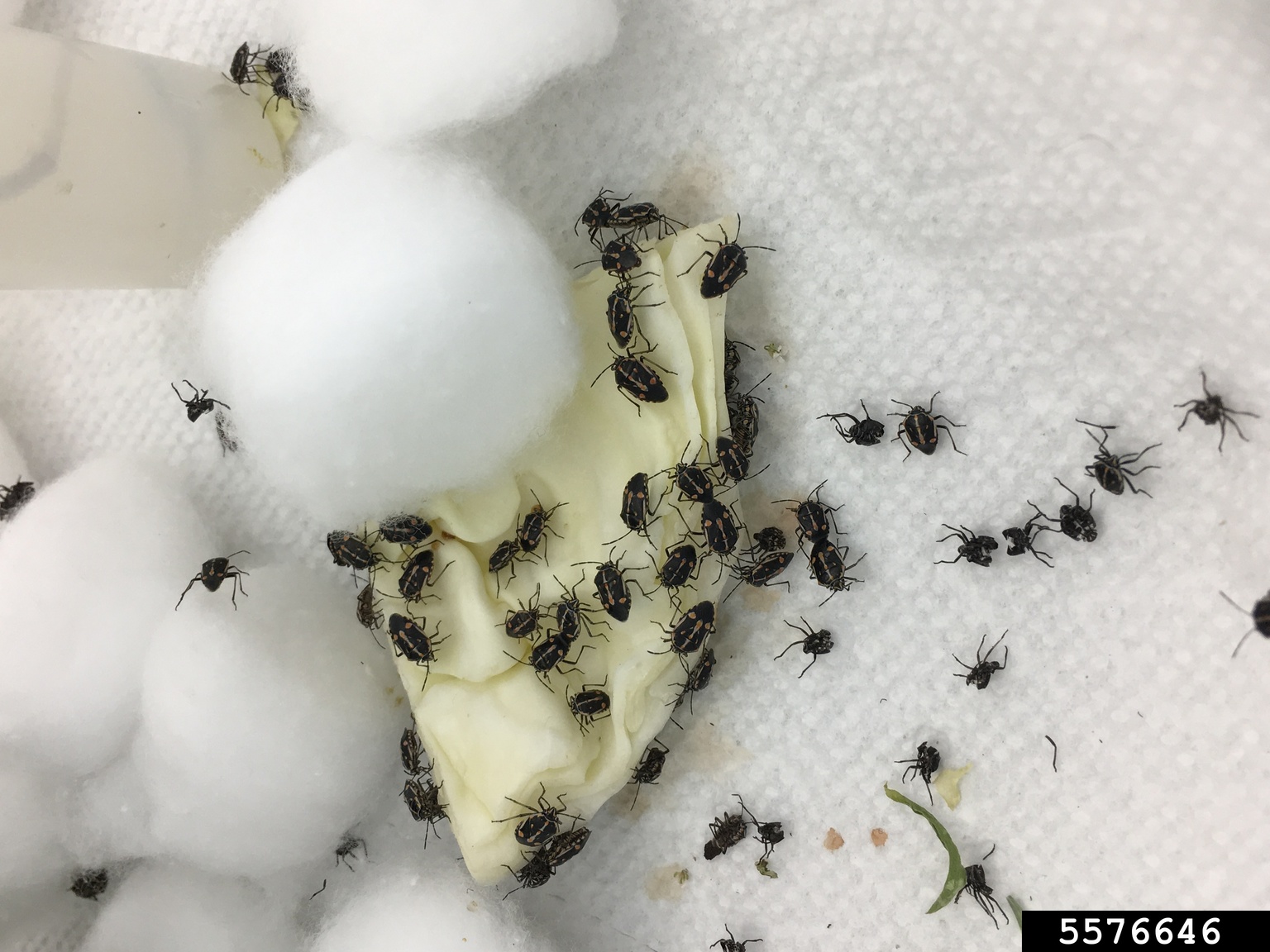 Bagrada bug (Bagrada hilaris (Burmeister, 1835))