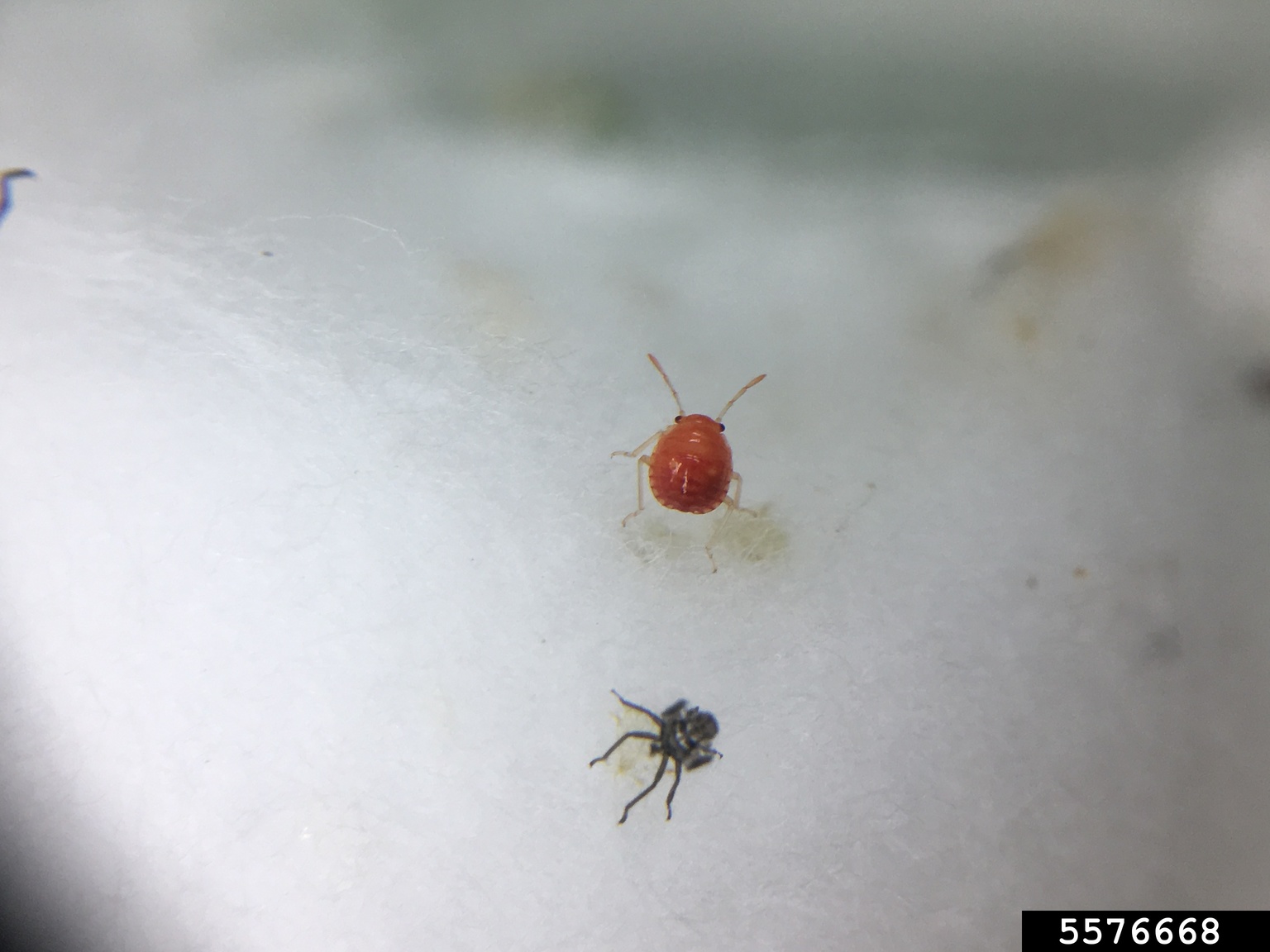 Bagrada bug, Bagrada hilaris (Hemiptera: Pentatomidae) - 5576668