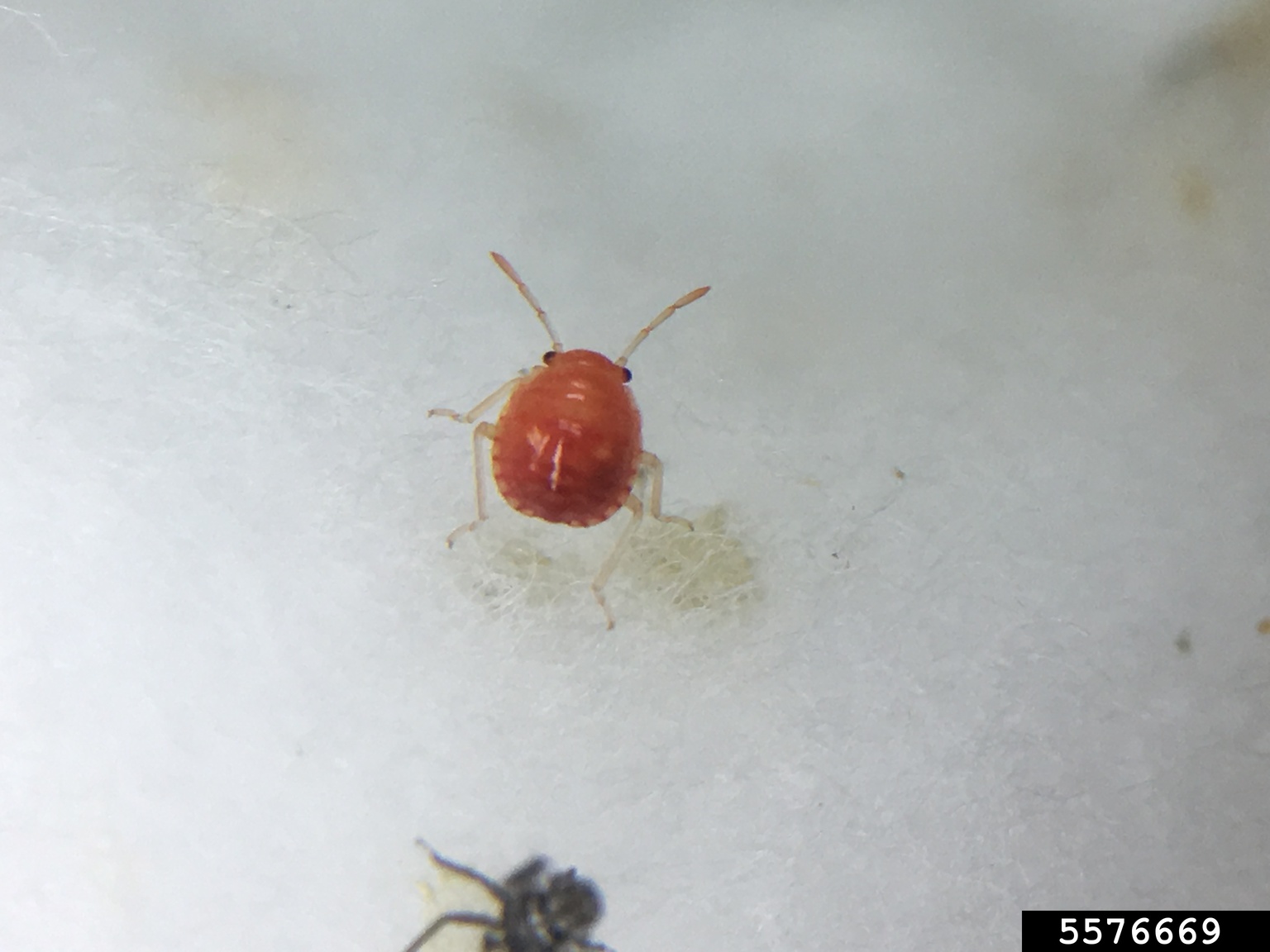 Bagrada bug (Bagrada hilaris)