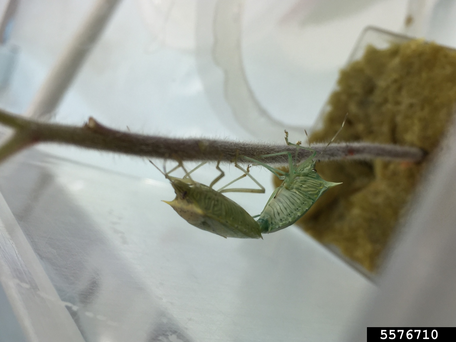 tomato stink bug (Arvelius albopunctatus)