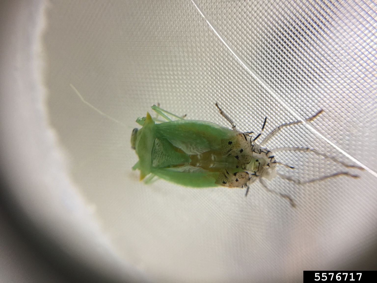 tomato stink bug (Arvelius albopunctatus)