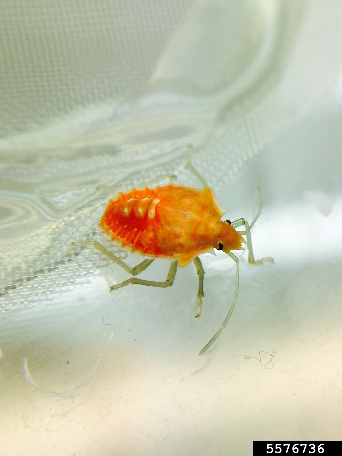 tomato stink bug (Arvelius albopunctatus (De Geer, 1773))