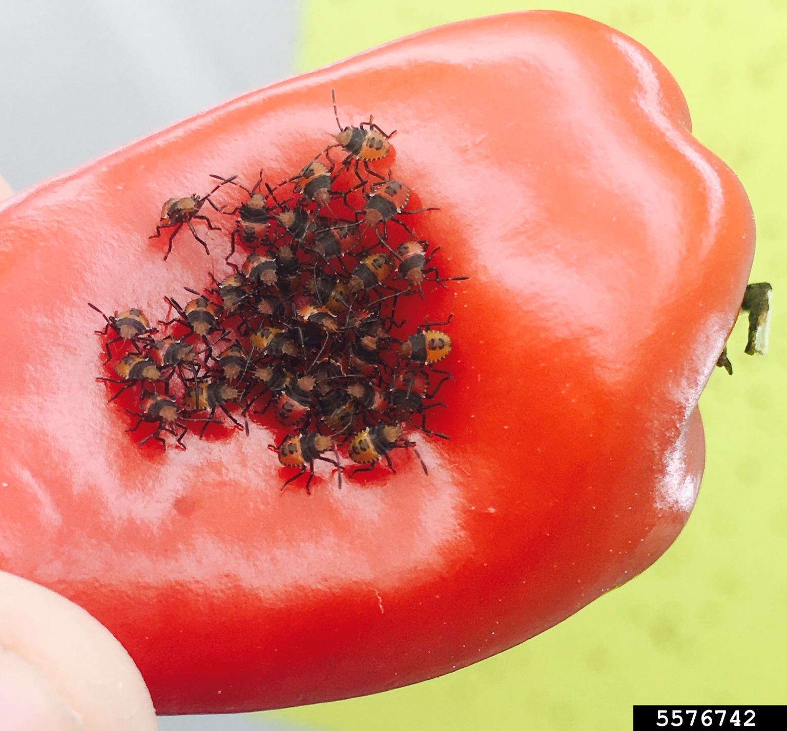 tomato stink bug (Arvelius albopunctatus (De Geer, 1773))