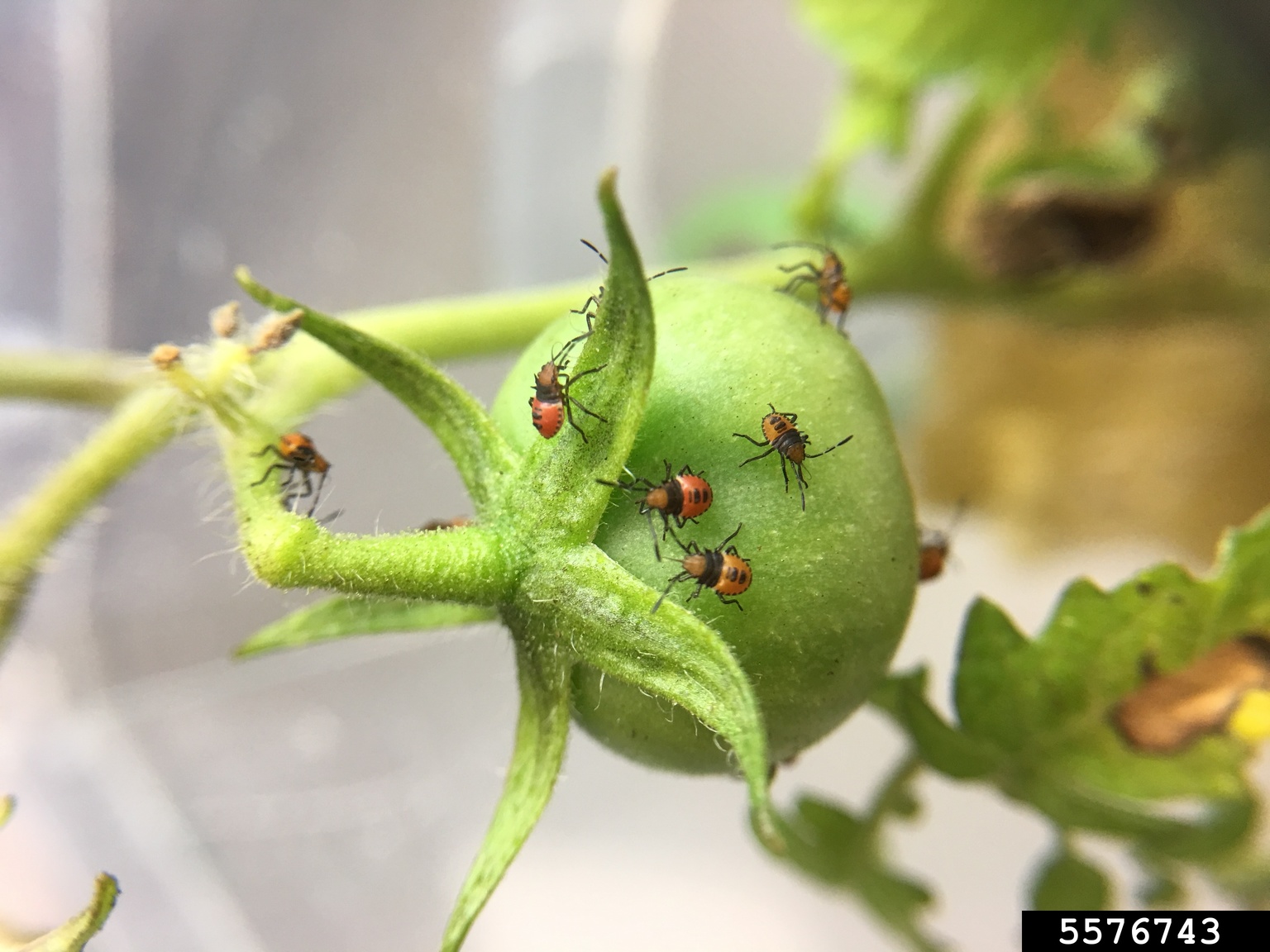 tomato stink bug (Arvelius albopunctatus (De Geer, 1773))