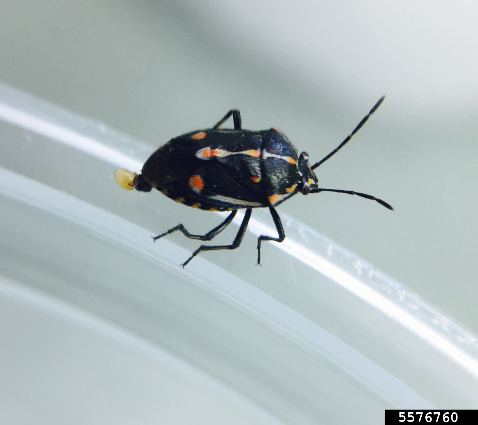 Bagrada bug (Bagrada hilaris)