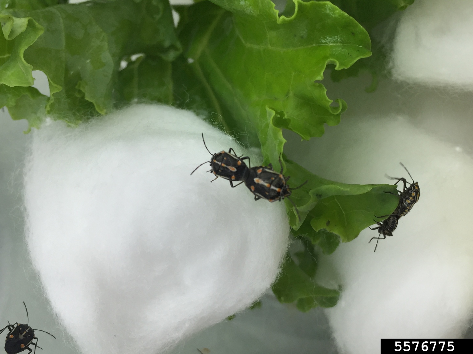 Bagrada bug (Bagrada hilaris)