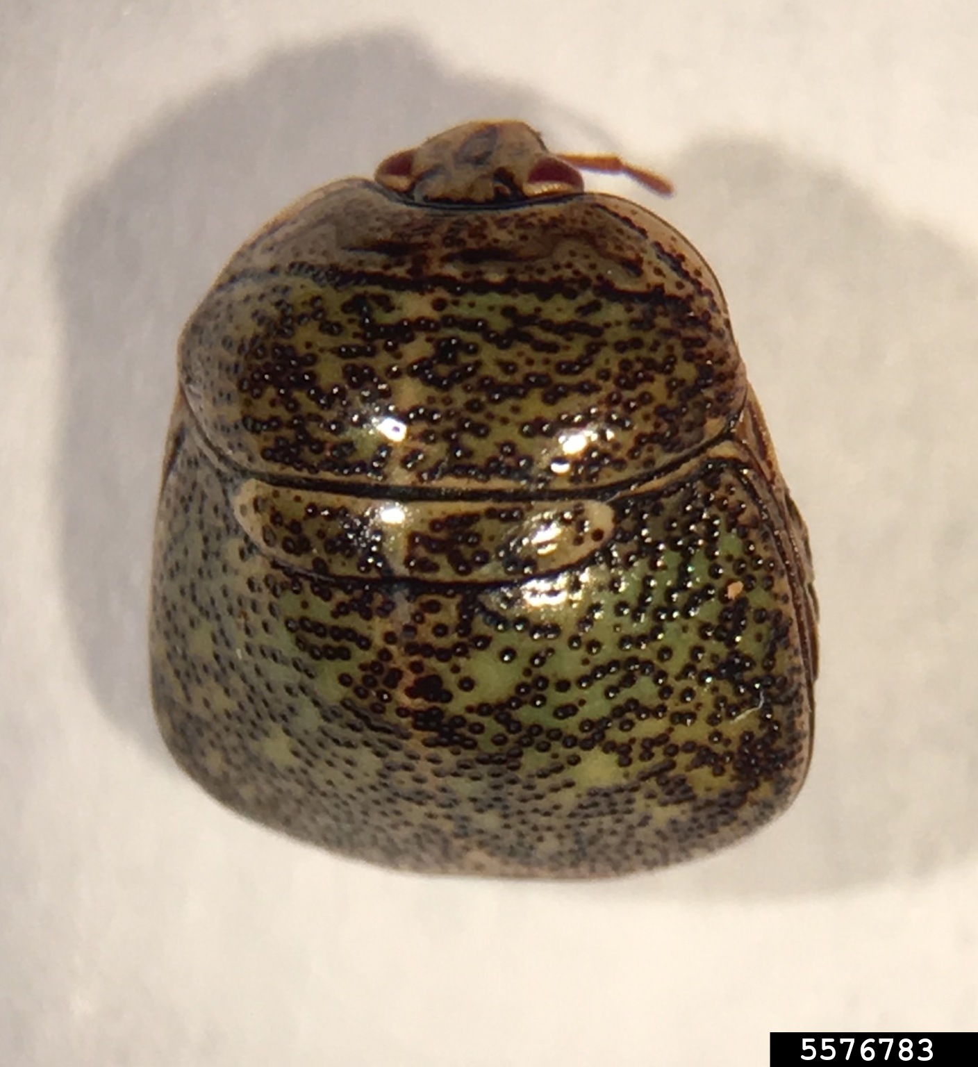 kudzu bug (Megacopta cribraria)