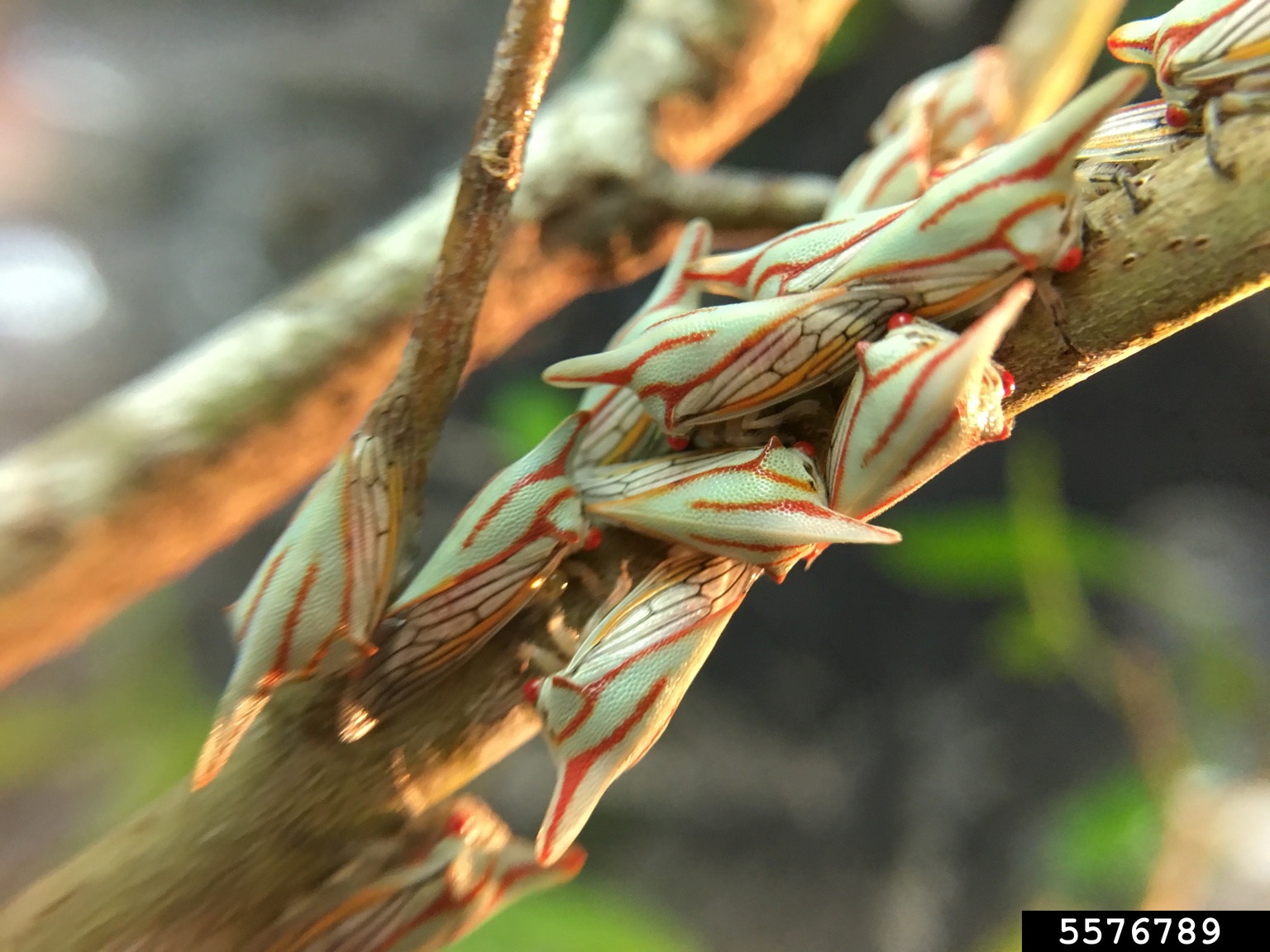 oak treehopper (Platycotis vittata (Fabricius))