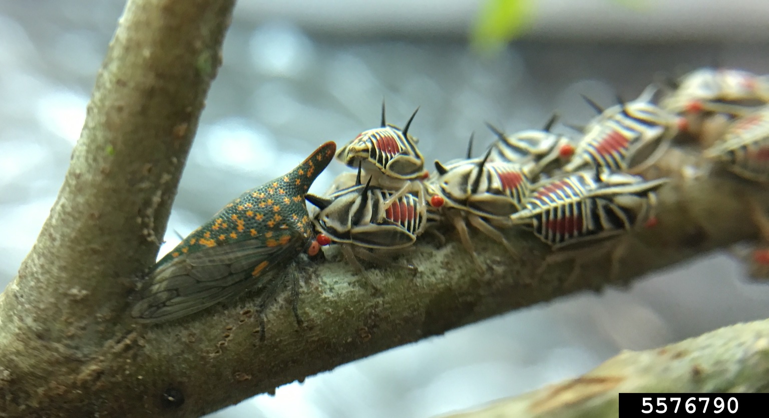 oak treehopper (Platycotis vittata)