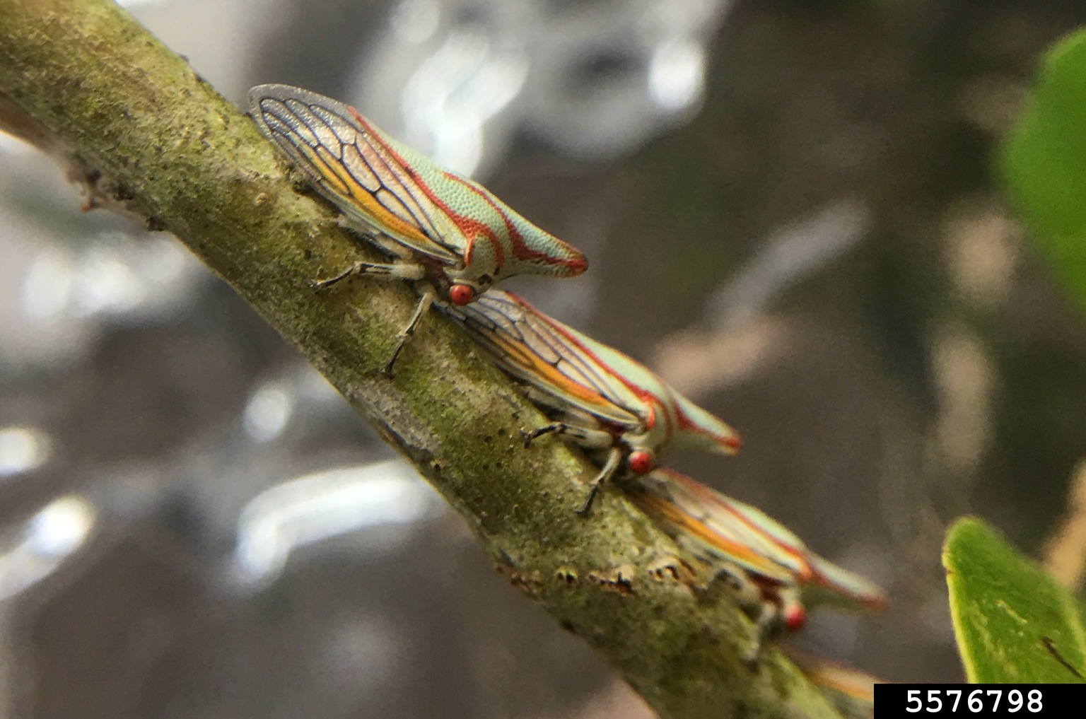 oak treehopper (Platycotis vittata (Fabricius))