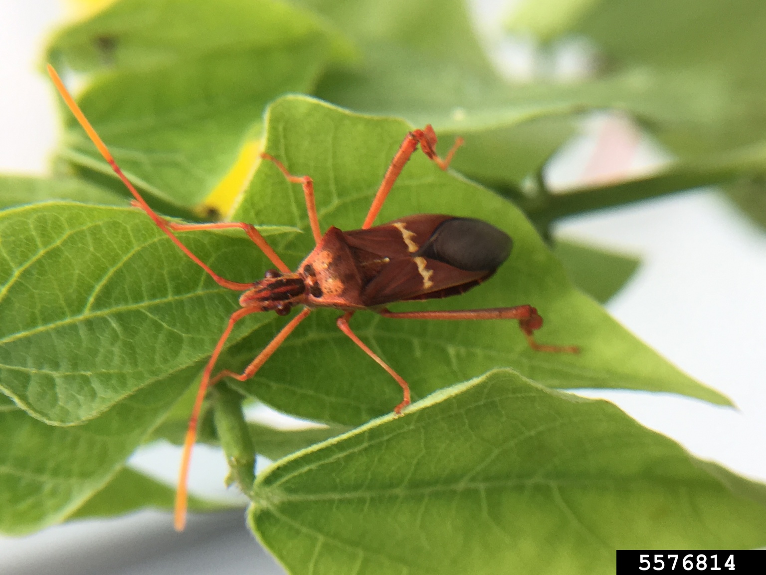leaf-footed bug (Leptoglossus zonatus (Dallas, 1852))