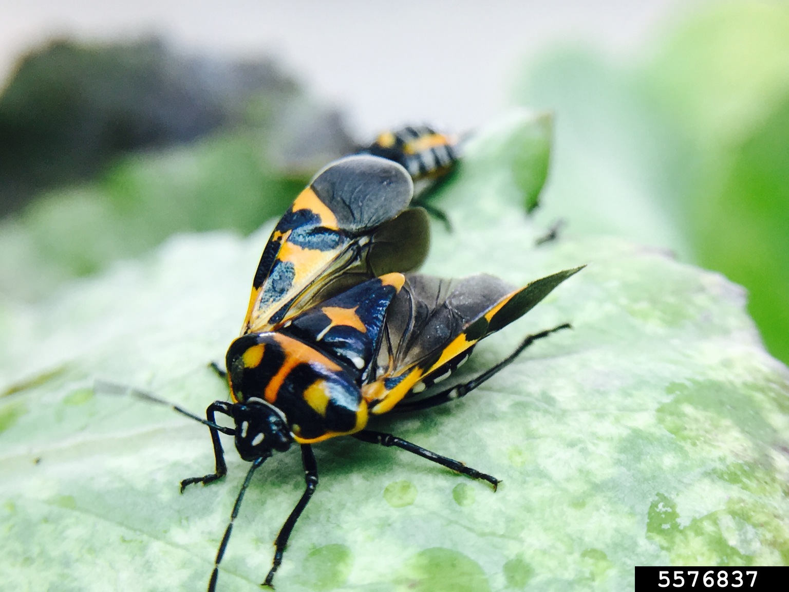 harlequin bug (Murgantia histrionica (Hahn))