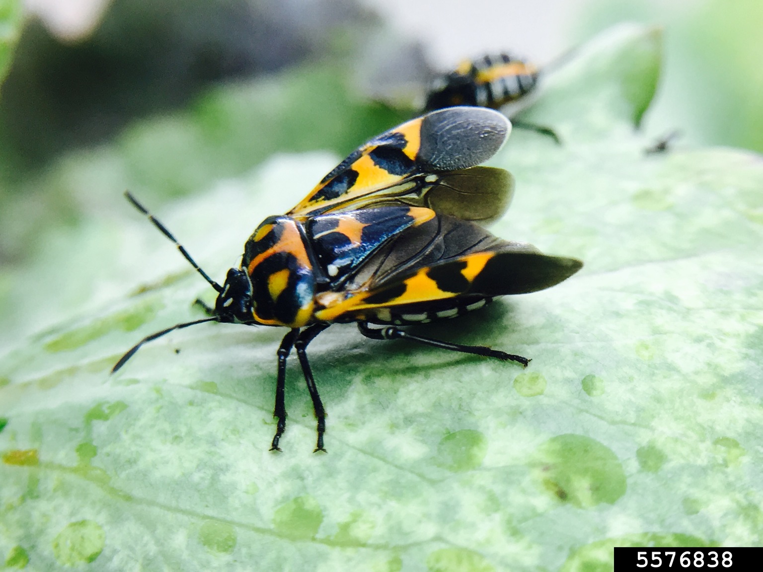 harlequin bug (Murgantia histrionica)