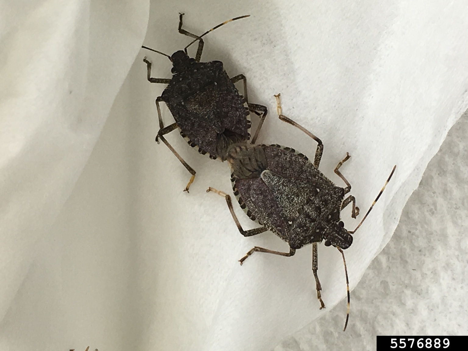brown marmorated stink bug (Halyomorpha halys)