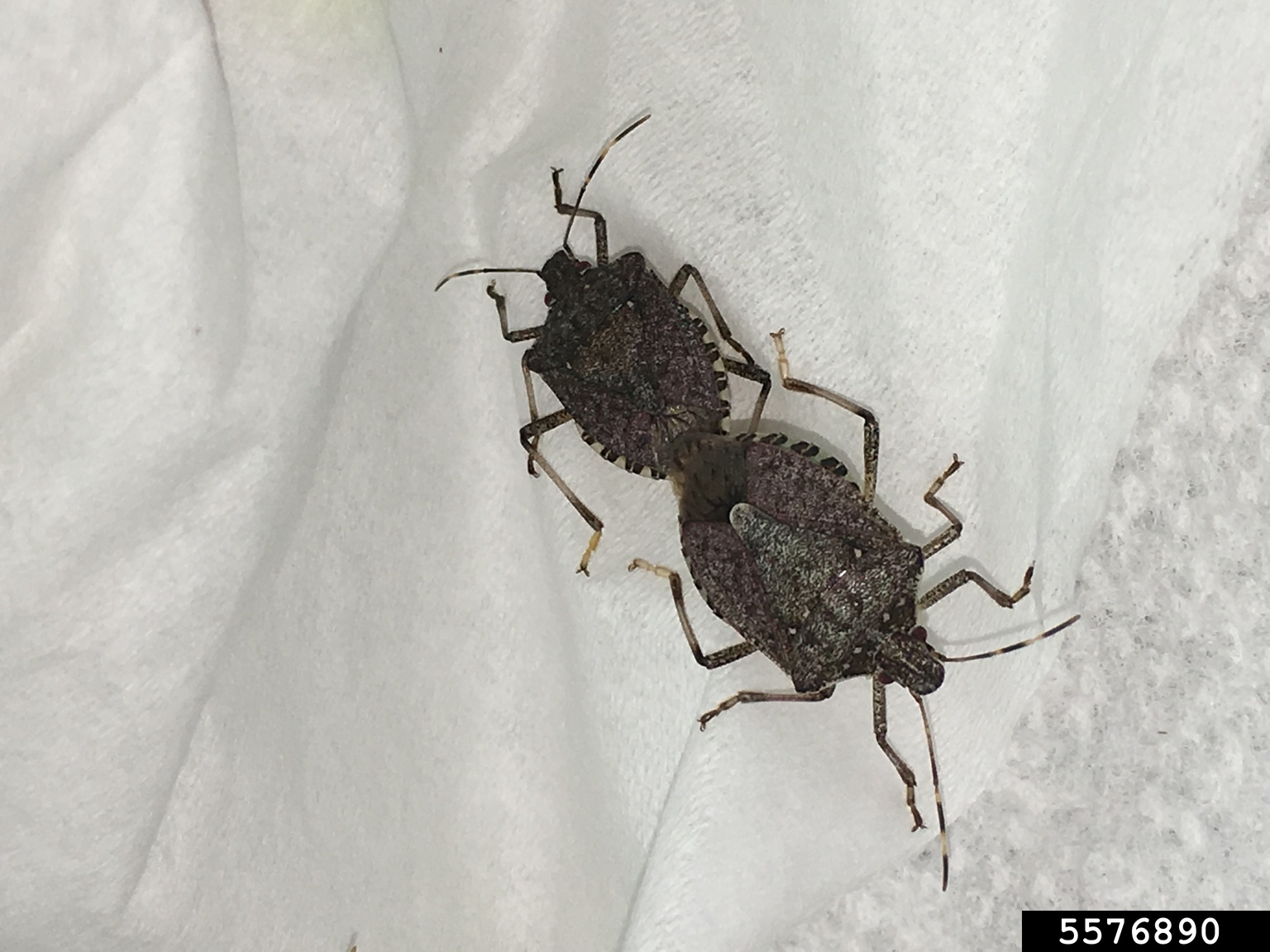 brown marmorated stink bug (Halyomorpha halys (Stal))