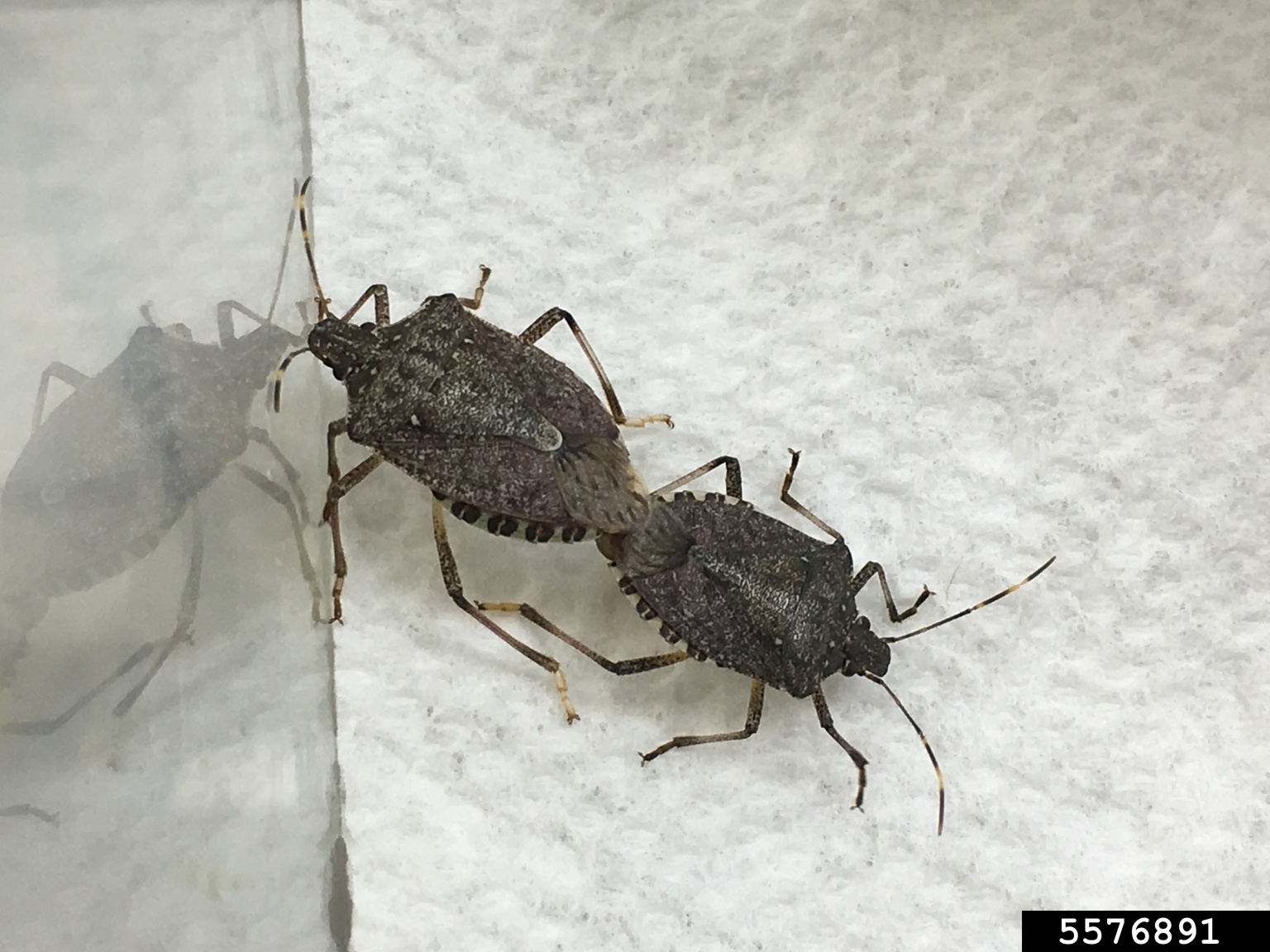 brown marmorated stink bug (Halyomorpha halys)