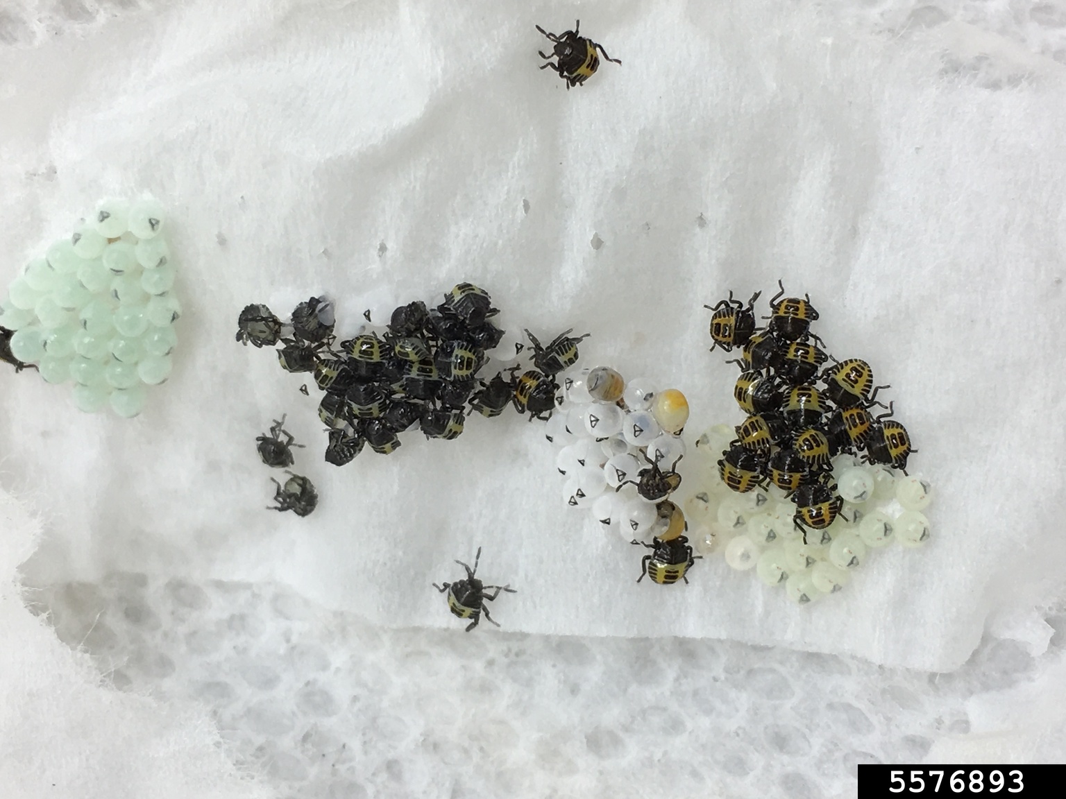 brown marmorated stink bug (Halyomorpha halys (Stal))