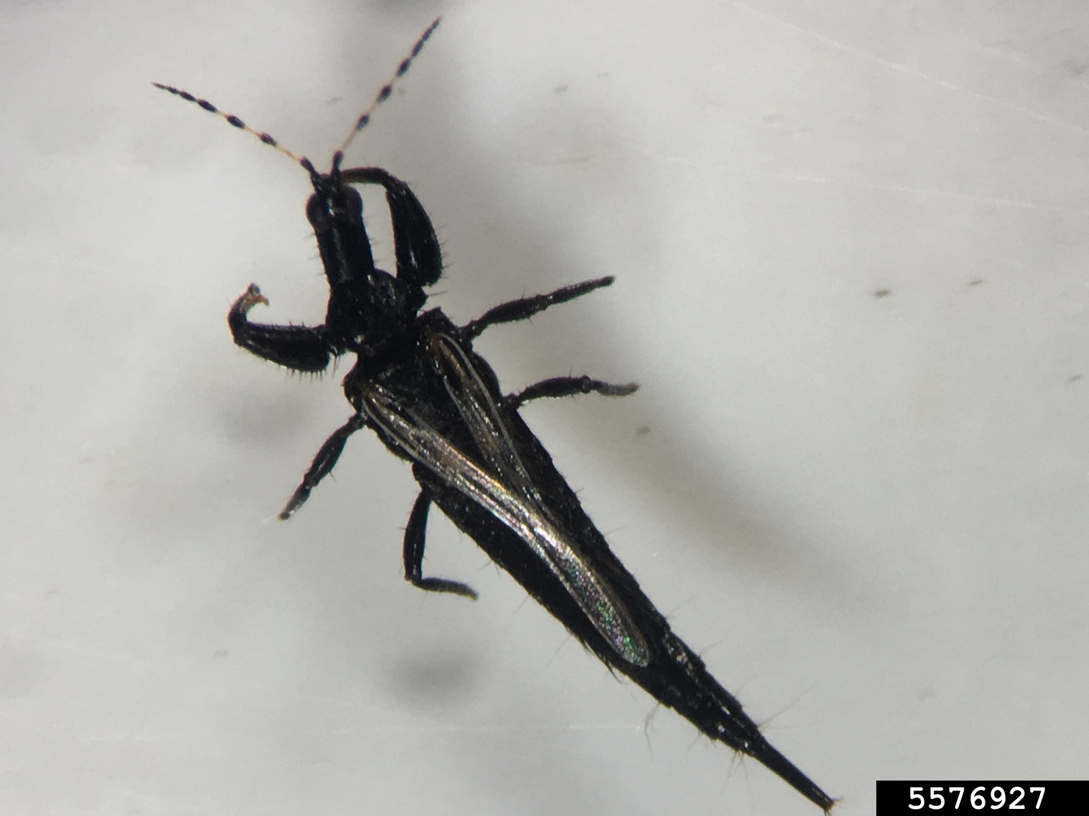 Cuban laurel thrips (Gynaikothrips ficorum)