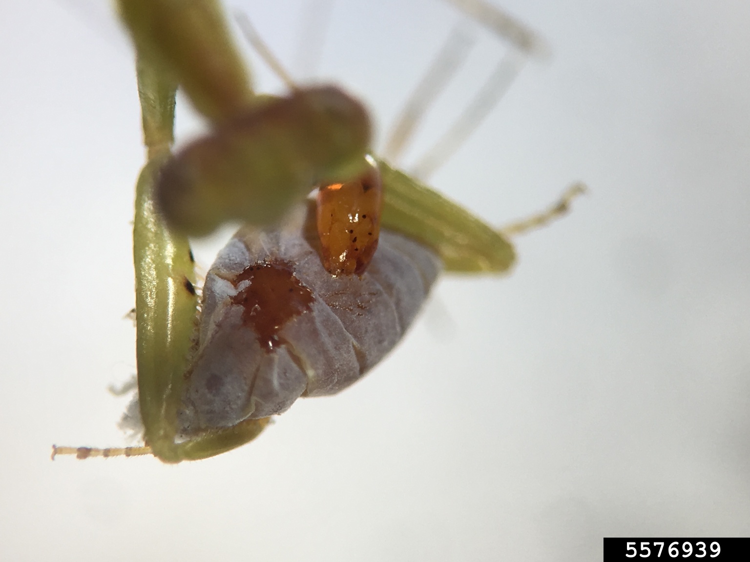 woolly maple aphid (Neoprociphilus aceris (Monell, 1882))