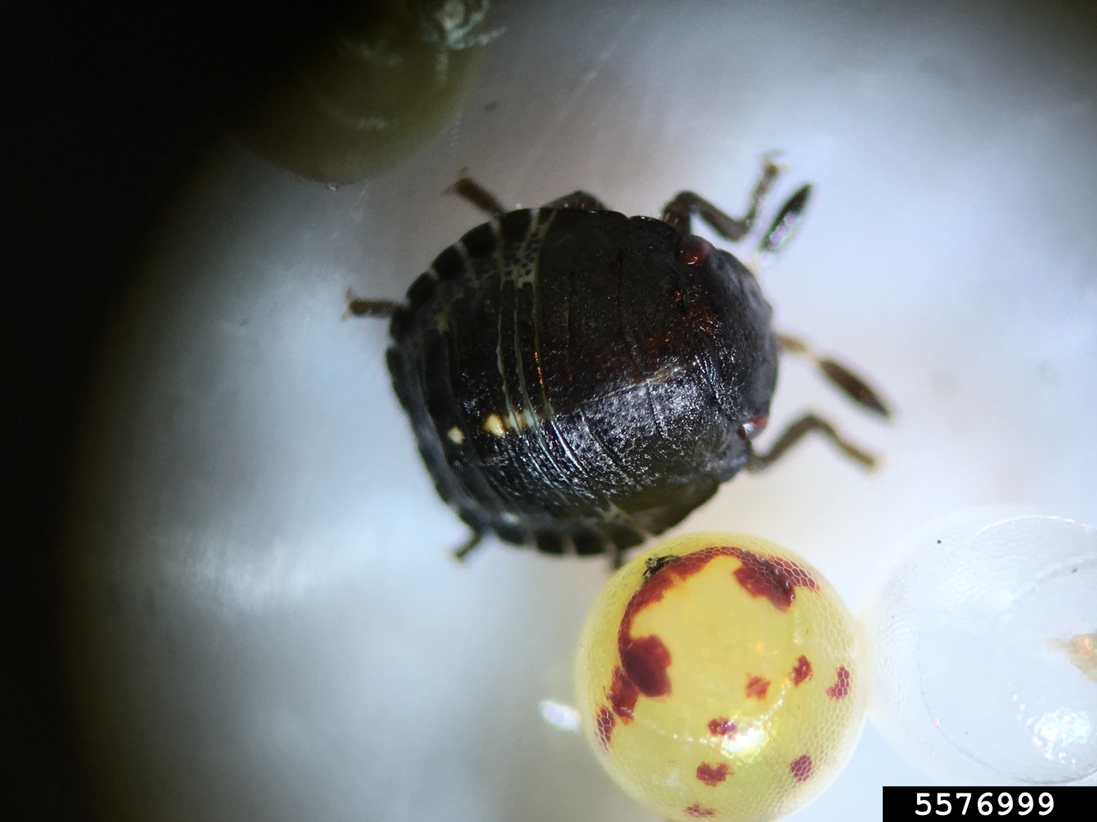 shield backed bug (Orsilochides guttata (Herrich-Schaeffer, 1839))