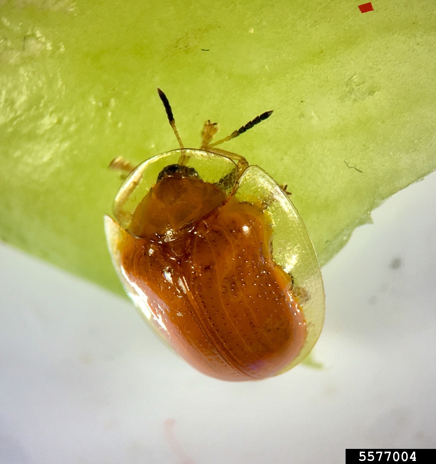 golden tortoise beetle (Charidotella sexpunctata ssp. bicolor)