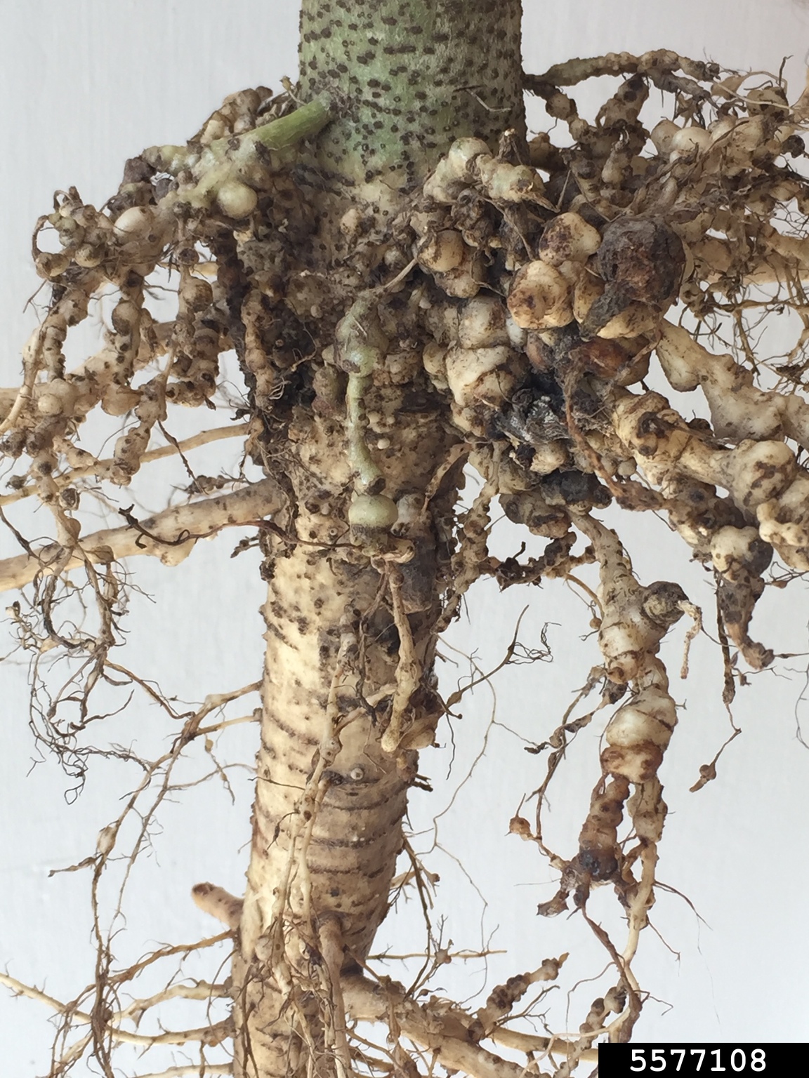 Southern root-knot nematode (Meloidogyne incognita (Kofoid & White))