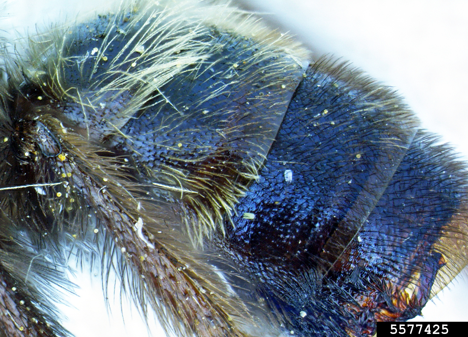 mining bee (Andrena lawrencei Viereck & Cockerell, 1914)