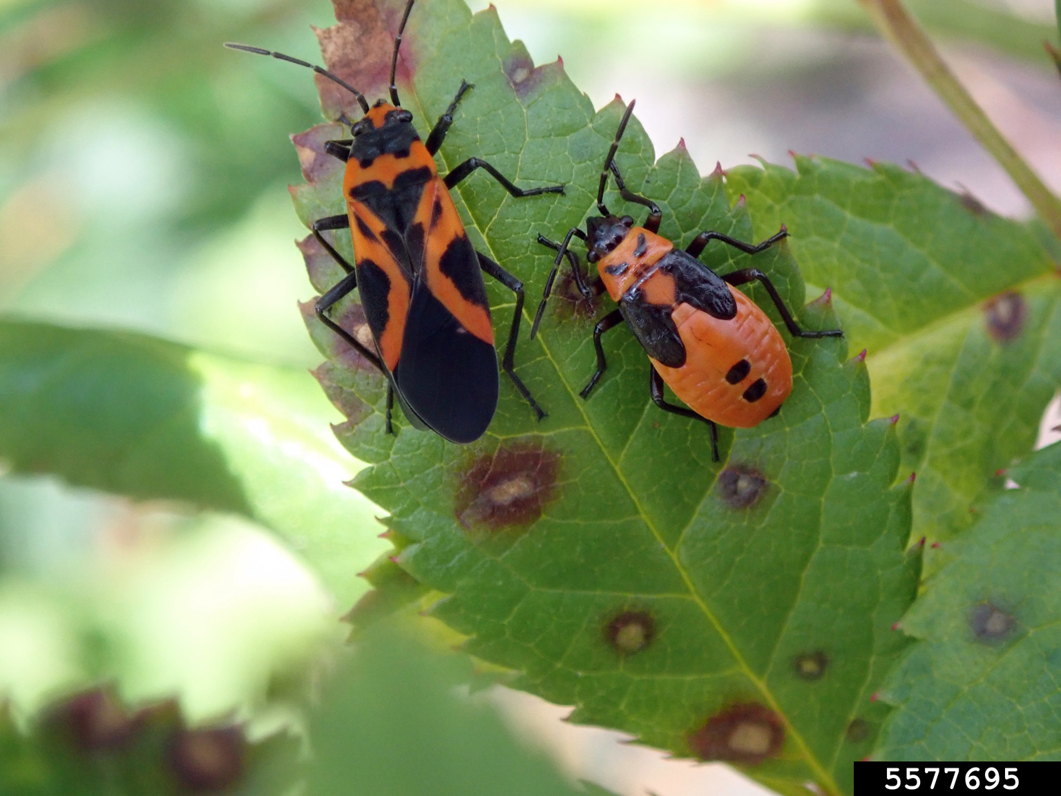 false milkweed bug (Lygaeus turcicus)