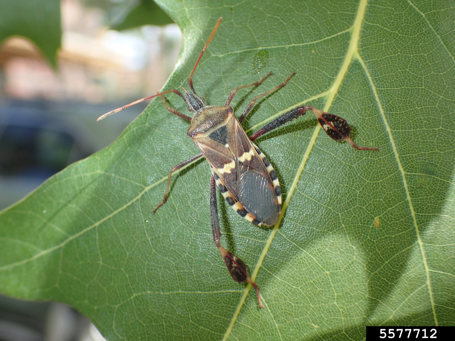 western leaf-footed bug (Leptoglossus clypealis Heidemann, 1910)